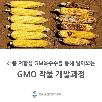 카드뉴스 해충저항성 유전자변형옥수수를 통해 알아보는 Gmo 개발과정 네이버 포스트