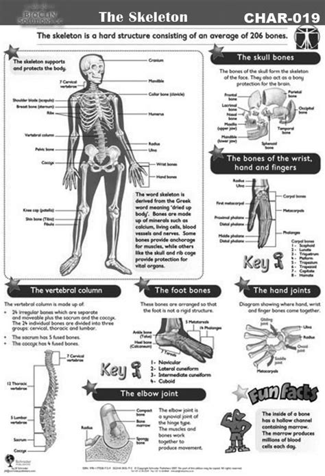 Chart 76x52cm Laminated The Skeleton BioClin Solutions