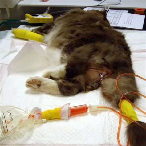 How To Measure And Calculate Urine Output Catheter Ccg