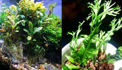 Java Fern Care Guide Growth Planting And Propagation Fluvico