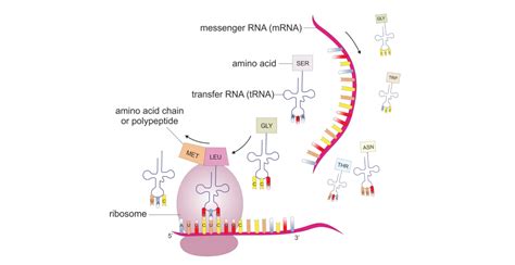 Choose The Right RNA Seq For Your Research RNA Seq Blog