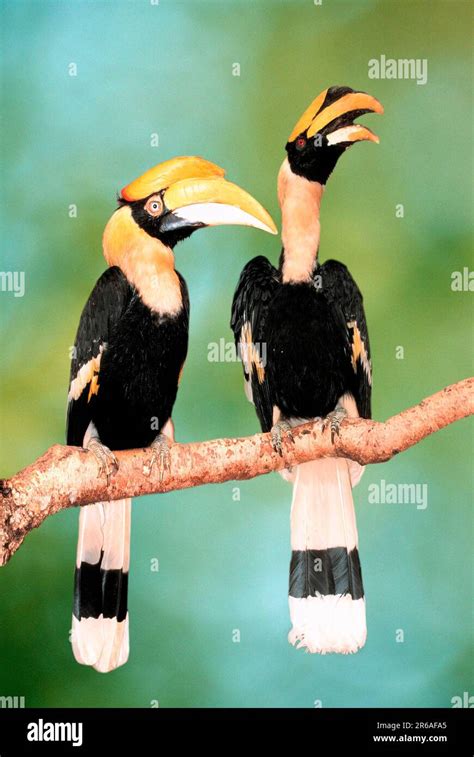 Great Indian Hornbill Buceros Bicornis Pair Great Hornbill Asia