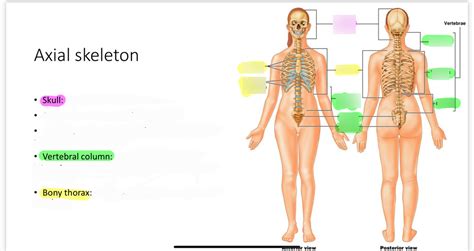 Axial Skeleton Lab Practical 1 Diagram Quizlet