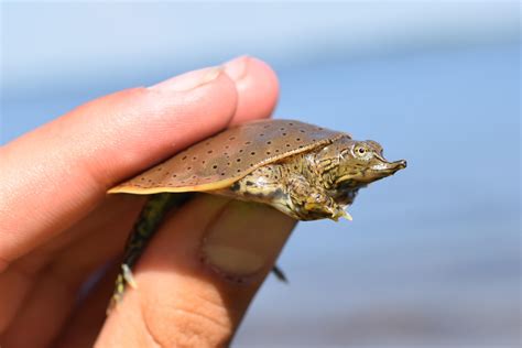 Michigan Spiny Softshell Turtle