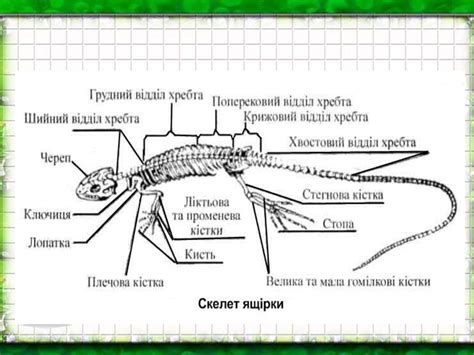 Порівняння будови скелета хребетних тварин презентация онлайн