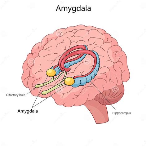 Amygdala Structure Diagram Medical Science Stock Illustration