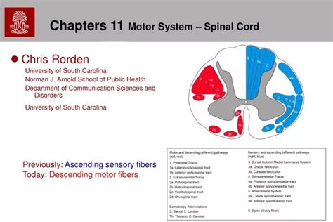 PPT Chapters 11 Motor System Spinal Cord PowerPoint Presentation ID 5651605
