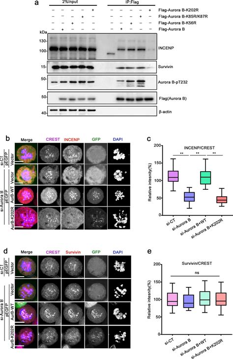 Ubiquitination Of Aurora B At Lys202 Facilitates The Formation Of Cpc