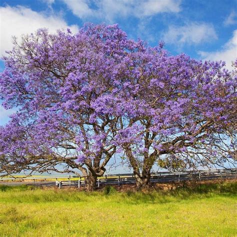 🌲🍁🍁🌰 Lindas Paisagens Árvores Floridas Paisagem Flores