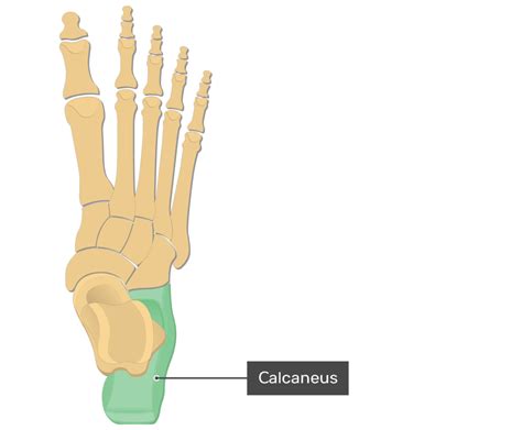 Talus Bone Labeled