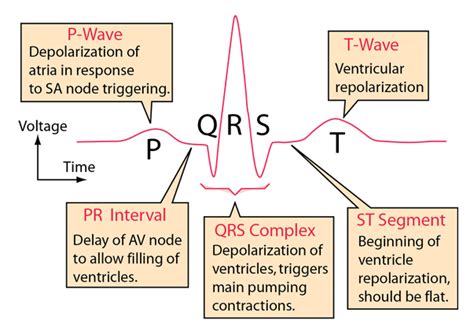 Ecg Waveform Explained Ekg Labeled Diagrams And Components 59 Off