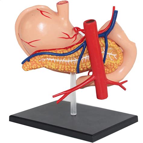 Partes De La Anatomía Del Estómago Liver Anatomy And Functions