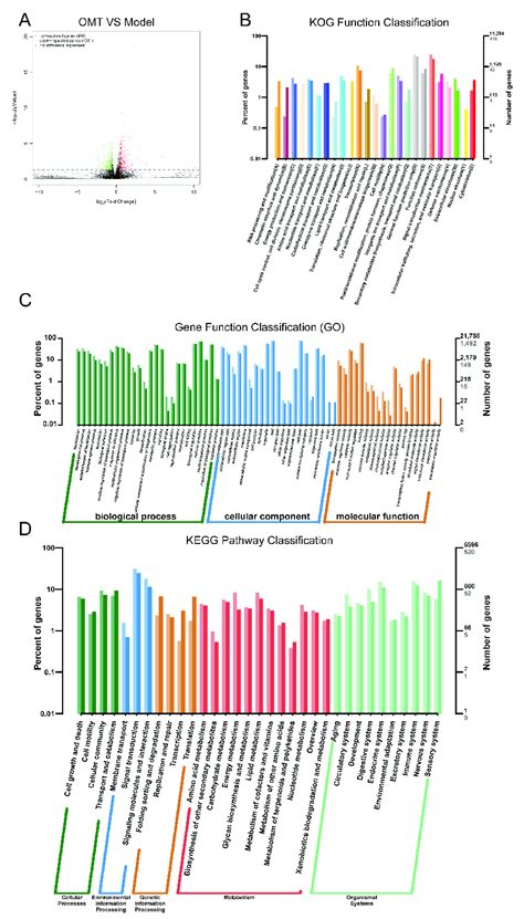 Transcriptomic Analysis Between The Model And The Omt Group A