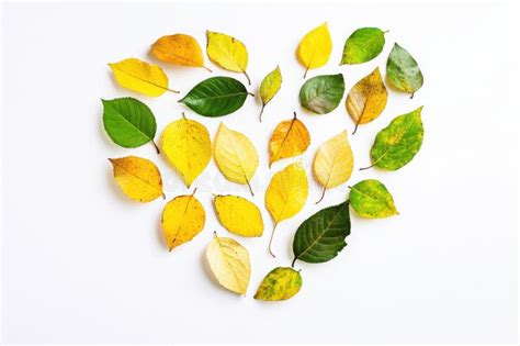 Heart Shaped Arrangement Of Assorted Tree Leaves Celebrating Love And
