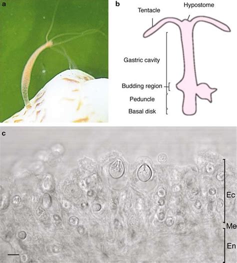 1 A Freshwater Polyp Of Hydra Magnipapillata B Hydra And The Terms