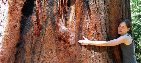 100 Reasons Why Standing For The Redwoods Is Standing For The Future