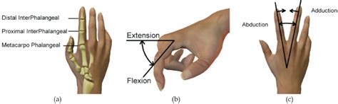 Metacarpophalangeal Joint Extension The Stiff Hand And The Spastic