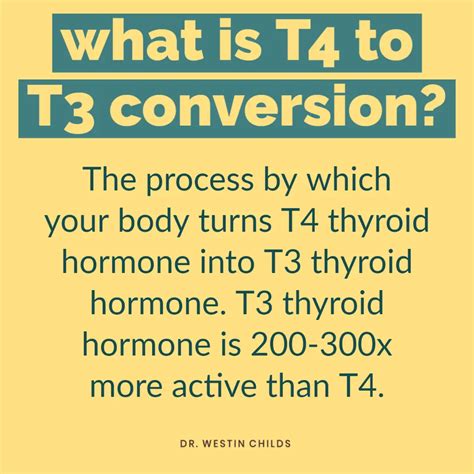 Tag Thyroid Conversion Shop Thyroid Support Supplements For Hypothyroidism Hashimotos