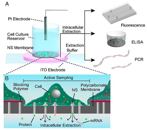 Ijms Free Full Text Current Trends Of Microfluidic Single Cell Technologies