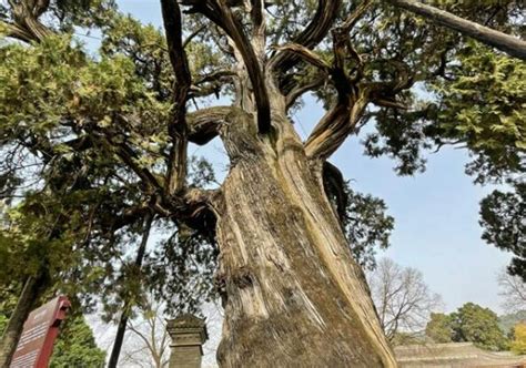 馬英九訪陸為何馬英九要親祭黃帝陵5000年黃帝手植柏見證中華文明 遠見雜誌
