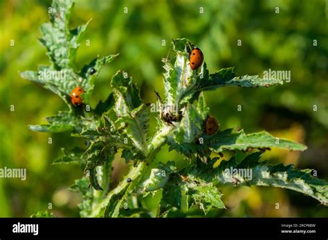 The Seven Spot Ladybird Coccinella Septempunctata Ladybug Eating Aphids