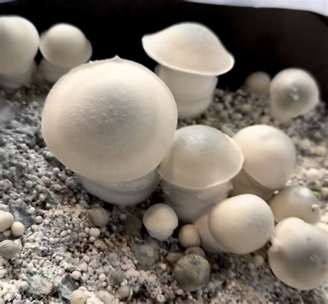 Haole Research Syringe Sporeswaps