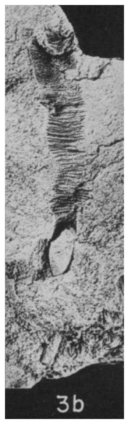 Totally Odd Fossil Or Burrow Fossil Id The Fossil Forum