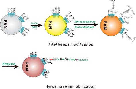 Figure 1 From Immobilization Of Tyrosinase On Polyacrylonitrile Beads Biodegradation Of Phenol