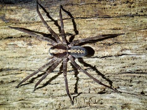 Getting To Know The Rabid Wolf Spider
