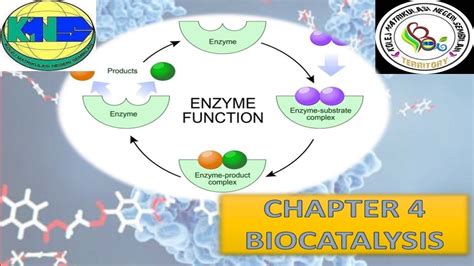 Chapter 4 Biocatalysis Youtube