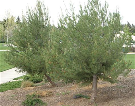 Salinity Management Guide Choose Salt Tolerant Plants