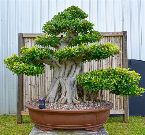 Banyan Tree Bonsai