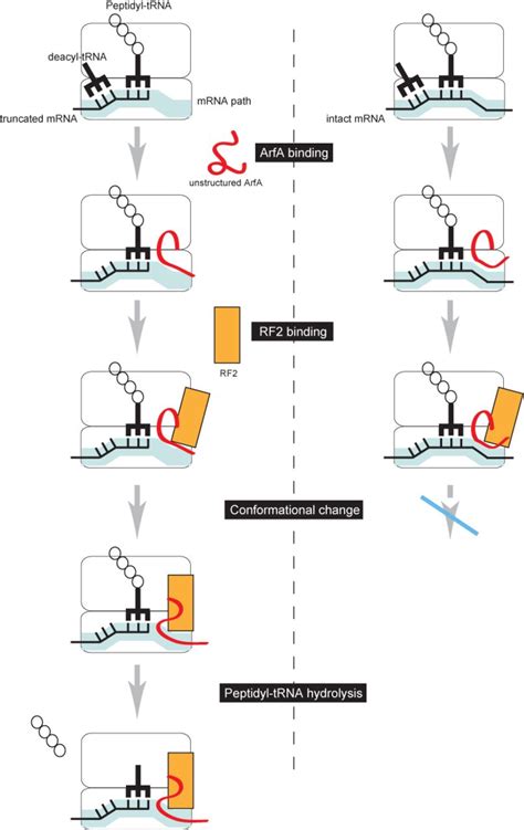 Schematic Representation Of Arfa Rf2 Ribosome Rescue Arfa Enters The Download Scientific