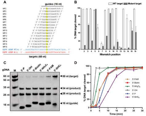 Effects Of Mismatch In The Guide Target Duplex And 5′ Modification Of Download Scientific