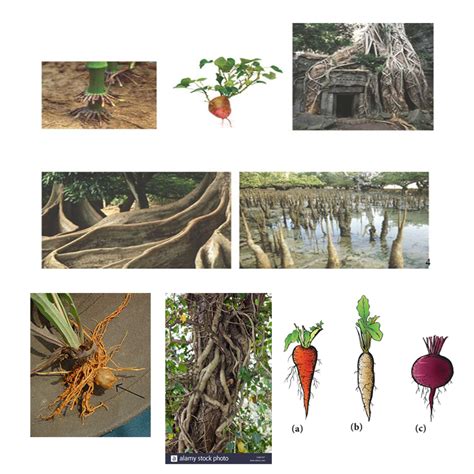 Root Modification Diagram Quizlet