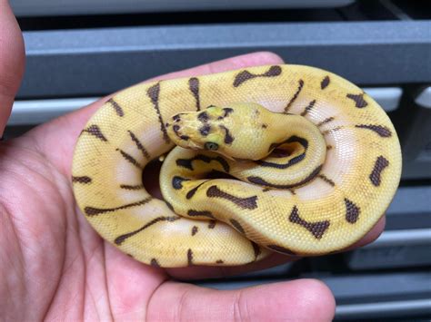 Super Enchi Bumble Bee Ball Python By Ballsrus Llc Morphmarket