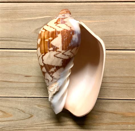Volute Shell Sea Things Ventura