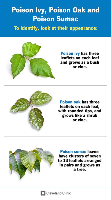 Photo Of Poison Ivy