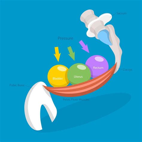 Understanding The Pelvic Floor Anatomy And Function 67286196 Vector Art