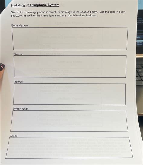 Solved Histology Of Lymphatic SystemSketch The Following Chegg