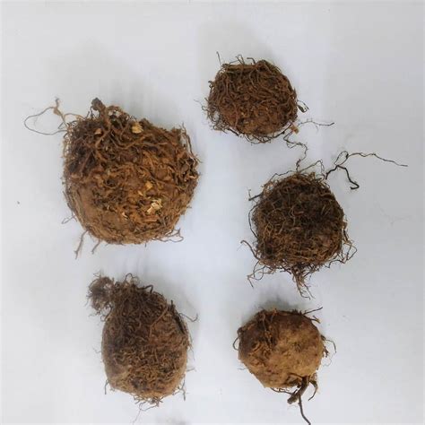 Buy Best Quality Begonia Mixed Color Flower Bulbs Online Organicbazar