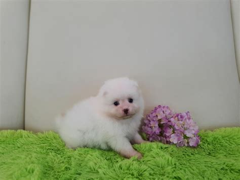 폼피츠 남아 399000 울산강아지분양 요크셔테리어분양가 새끼강아지분양 잉글리쉬불독 천안고양이분양 가정강아지분양 강아지입양 보더콜리 강아지무료분양 고양이무료분양