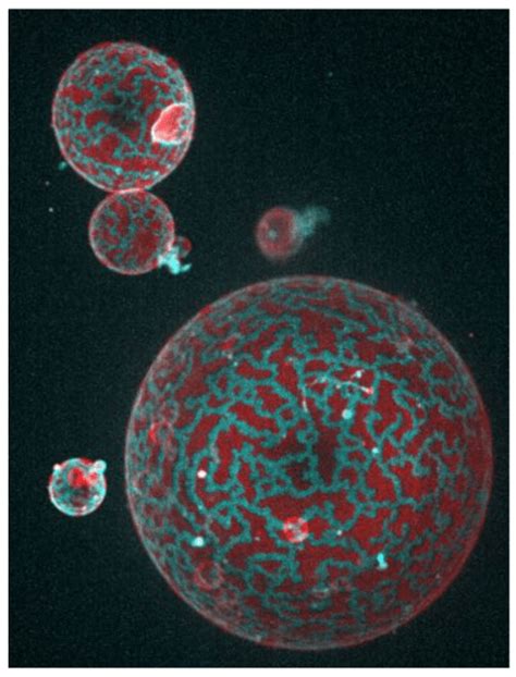 Visualizing Membrane Protein Interactions Workshop