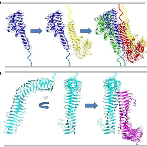 Pdf Bacterial Autoaggregation