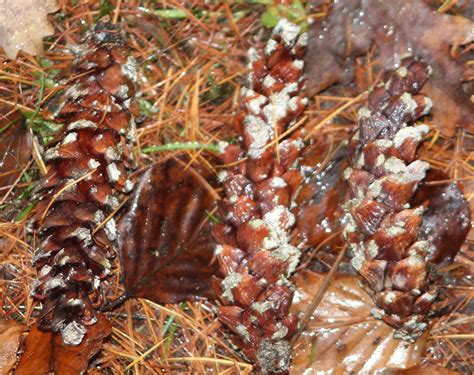 Unusual Five Needle Pine Tree Identification Pictures Arbtalk The Social Network For Arborists