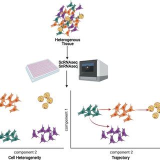 Schematic Overview On Single Cell Nucleus RNA Sequencing Technologies Download Scientific Diagram
