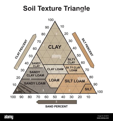 Soil Texture Triangle Biological Earth Structure Soil Chart Percent Category Vector