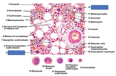 Development Of Different Blood Cells In The Red Bone Marrow