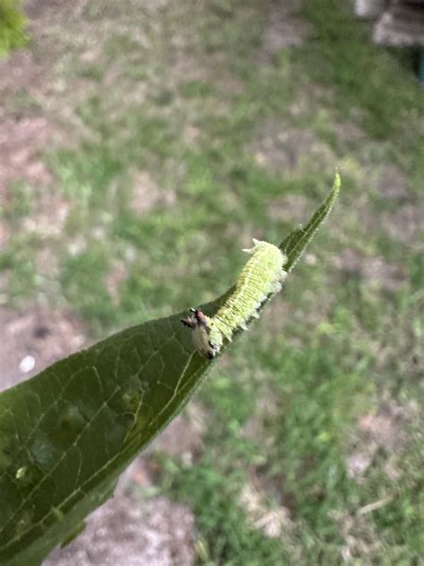 Potentially The Cutest Caterpillar Ive Ever Seen Rentomology