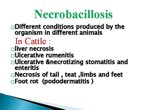 Necrobacillosis Necrobacillosis Def Infectious Disease Of Animals Caused